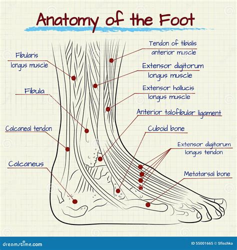 Estructura Y Anatomг A Del Pie Importancia En La Carrera Fisioonline