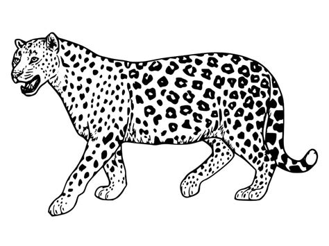 Desenhos De On A Gr Tis Para Colorir E Imprimir Colorironline