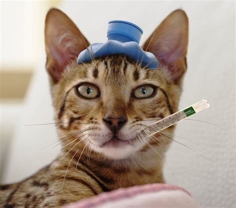 Como saber se um gato está sentindo dor Conheça alguns sinais que eles