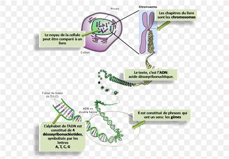 Eukaryotic Gene Structure Diagram