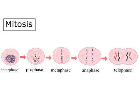 Stages Of Mitosis Vector Illustration Diagram Vektorgrafik Porn Sex