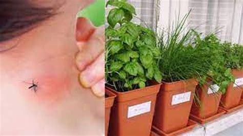 10 Plantas Para Alejar Los Mosquitos De Tu Casa