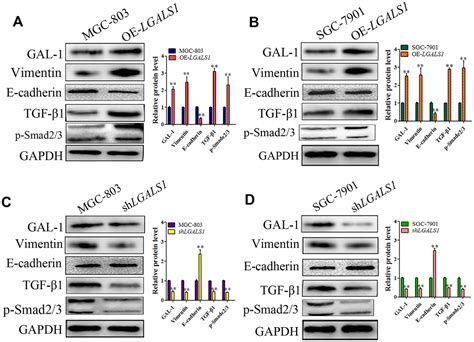 Fibroblastic Galectin 1 Fostered Invasion And Metastasis Are Mediated