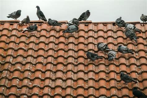 Anti pigeon balcon comment éloigner les oiseaux