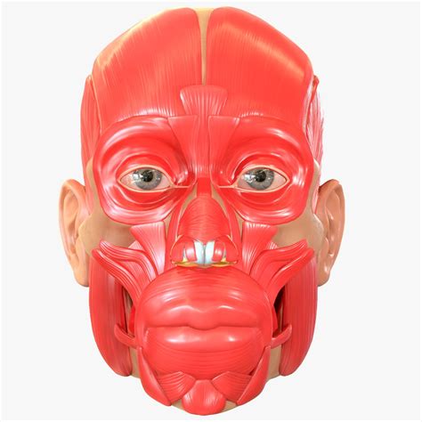 Colección de anatomía de la cabeza humana Modelo 3D 119 3ds obj