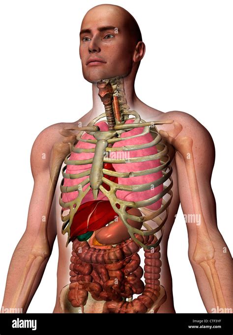 Rib Cage Organs Hi Res Stock Photography And Images Alamy