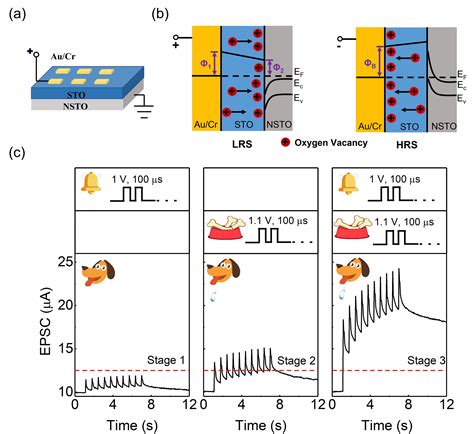 ultrathin srtio 3 based oxide memristor with both drift and diffusive dynamics as versatile