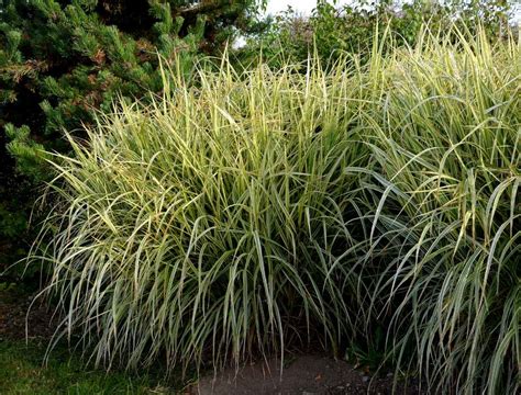 Miscanthus Uma Planta M Ltiplos Benef Cios Dicas Da Av