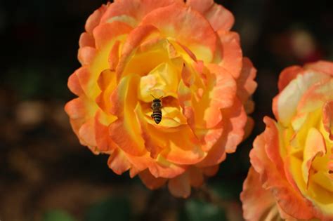 Bi Insekt Pollinera Gratis foto på Pixabay Pixabay
