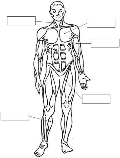 Pin by Encarni Sánchez García on Anatomía Human body systems Human
