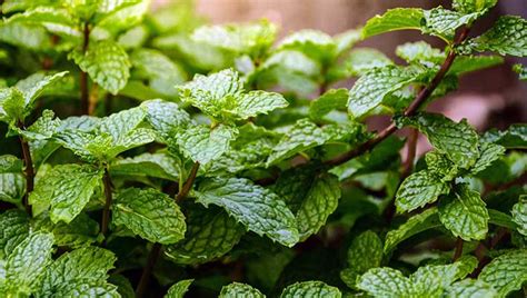 Comment faire pousser de la menthe à la maison pour avoir un