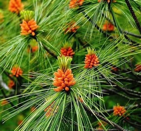 Sosna Wejmutka SADZONKI Pinus Strobus 10 30cm ERLI Pl