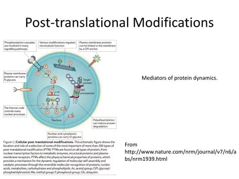 Protein Post Translational Modification Ppt Post Translational