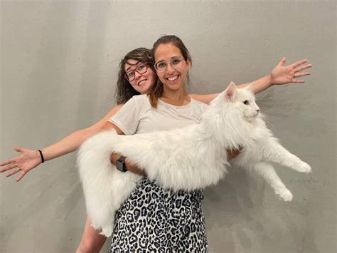 The Most Beautiful Cats In The World Come To Verona