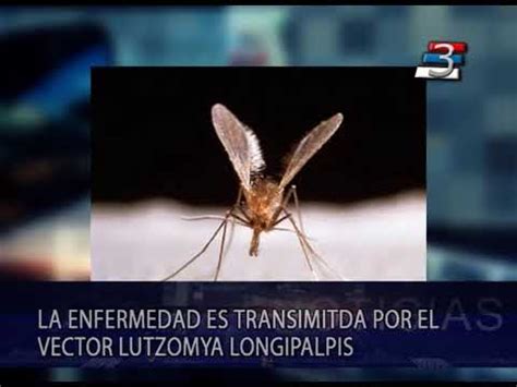 Leishmania Youtube