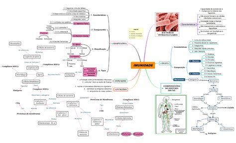 Mapa Mental Imunidade Imunologia