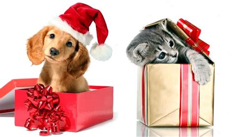 Lo Que Debes Considerar Antes De Regalar Una Mascota El Nuevo D A
