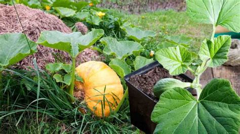 Cuándo y cómo cultivar calabazas en macetas la guía completa para