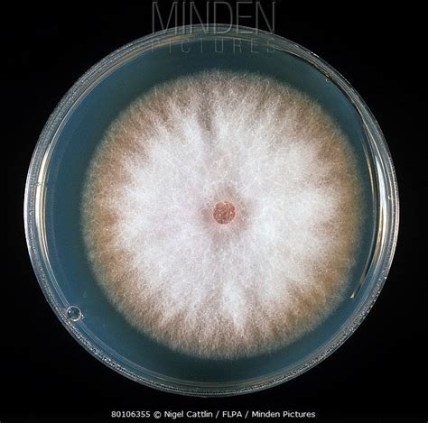 Fusarium Oxysporum