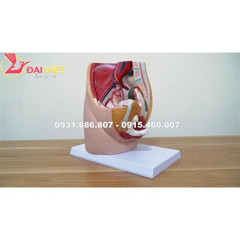 Mô hình giải phẫu khung chậu cơ quan sinh dục nữ Shopee Việt Nam