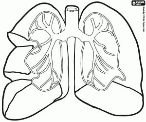 Os pulmões o sistema respiratório para colorir e imprimir
