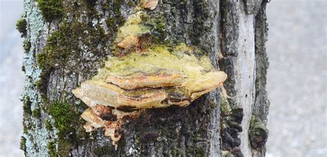 Fonge et florule Les tramètes des polypores ébouriffés