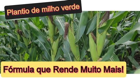 Dicas De Como Plantar Milho Verde Resultado Inesperados YouTube
