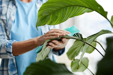 Hogar Cómo limpiar las hojas de tus plantas Reggia Panamá