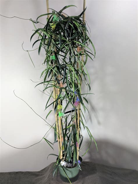 Hoya Shepherdii Care Guide For The String Bean Hoya