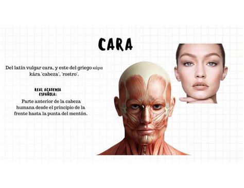 Músculos de la expresión facial y de la masticación humanos PPT