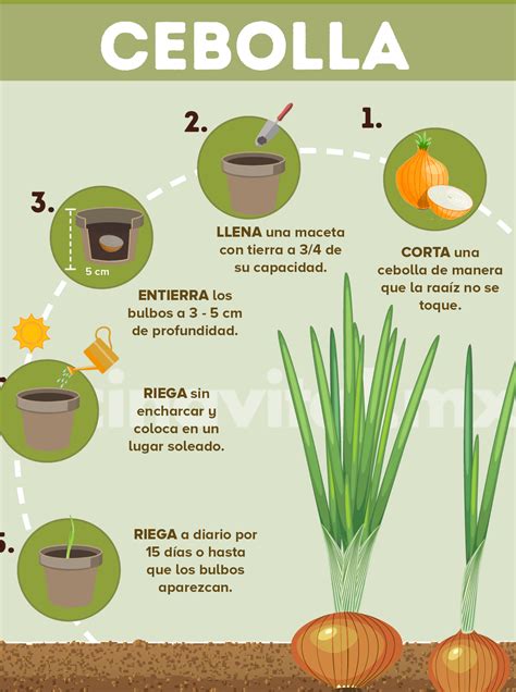 Guía completa para cultivar cebollas en casa de forma exitosa