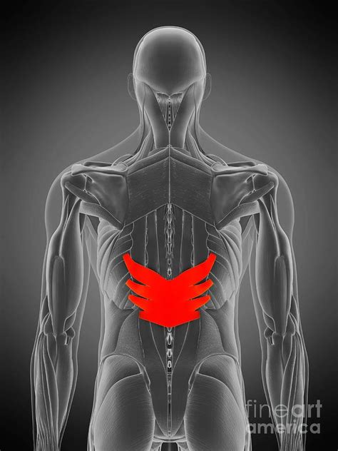 Serratus Posterior Inferior Muscle Photograph By Sebastian Kaulitzki
