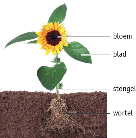 Organen Van Planten En Microscopie Wikiwijs Maken