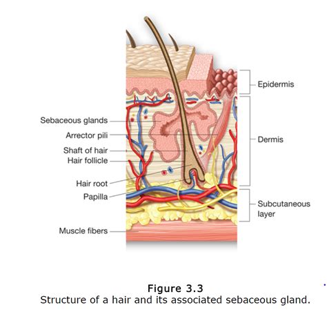 Medical Terminology Chapter Integumentary System Diagram Quizlet
