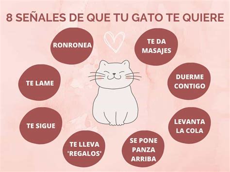 Cómo Puedo Saber Si Mi Gato Me Quiere Salud Gatuna