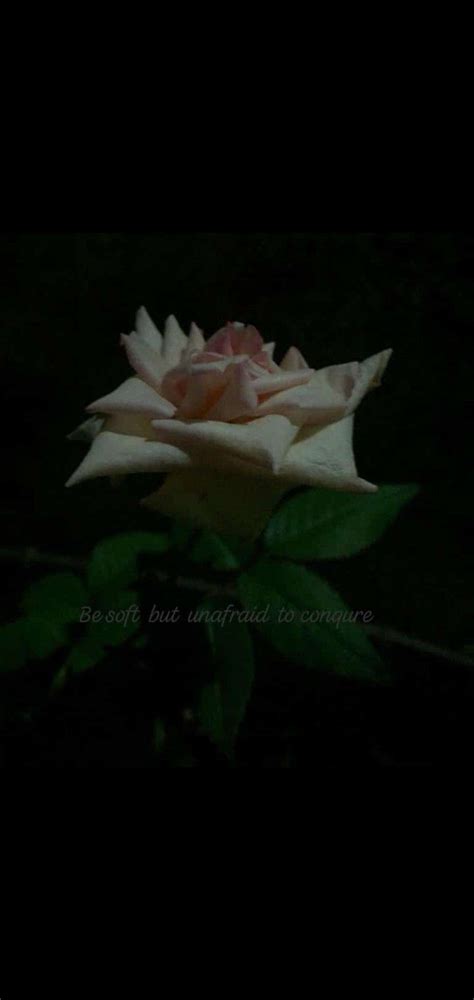 Rose Aesthetic Wallpaper
