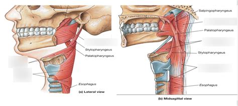 Muscles Of The Pharynx Ch 10 Diagram Quizlet