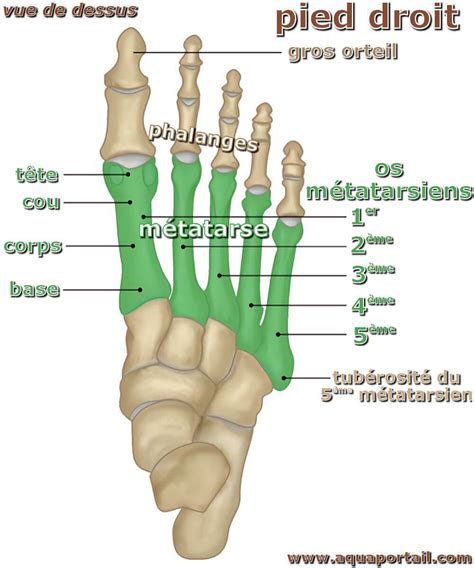 M Tatarse D Finition Et Explications