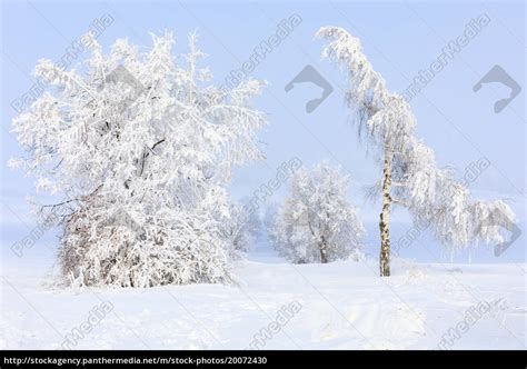 verschneite bäume in winterlandschaft und ländlicher Stockfoto