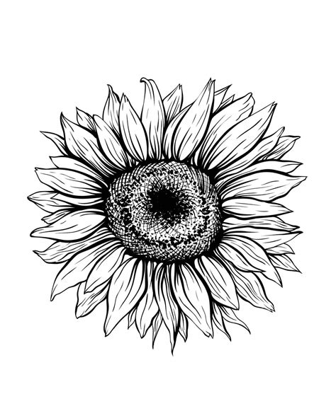 Disegni Di Girasole Da Colorare Disegni Colorare