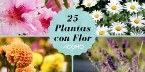 14 tipos de margaritas y sus cuidados guía completa