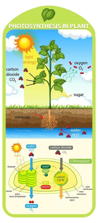 Diagram Showing Process Of Photosynthesis In Plant Stock Vector