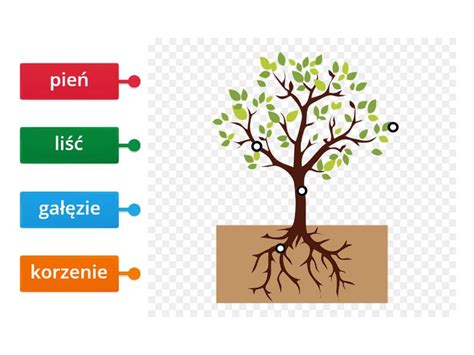 Budowa Drzewa Labelled Diagram