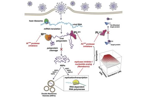 Graphical Abstract IMAGE EurekAlert Science News Releases