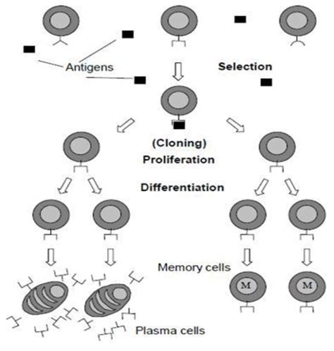 clonal selection principle download scientific diagram