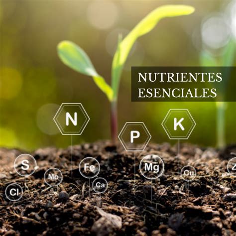 NUTRIENTES ESENCIALES PARA LA PLANTA