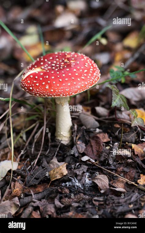 Amanita Muscaria Fly Agaric Stock Photo Alamy