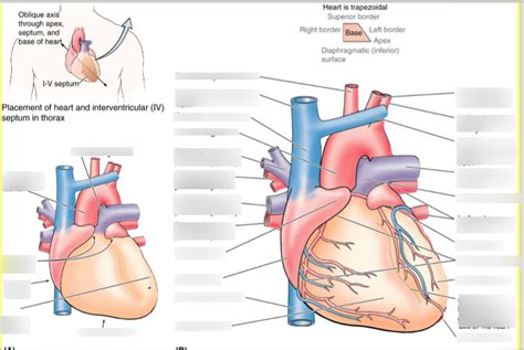 Heart Arteries And Veins Diagram Quizlet