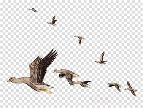 Sardine Transparent Background Clip Art Library