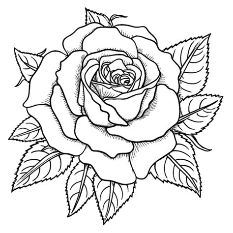 Rose Malvorlage Kostenloses Ausmalbild